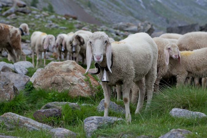 Saaser Mutten als Kulturgut - Accordeos d
