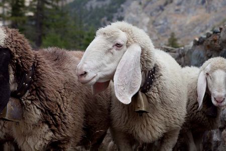 Saaser Mutten als Kulturgut - Accordeos d