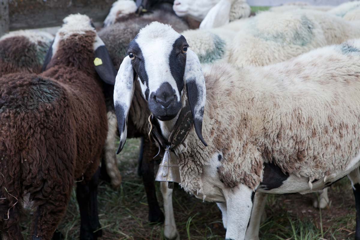 Saaser Mutten als Kulturgut - Accordeos d